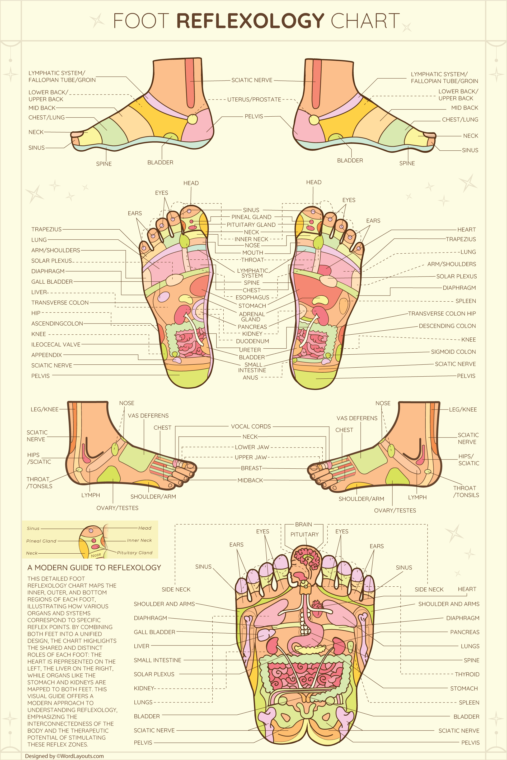 Detailed Foot Reflexology Chart (Printable) - WordLayouts Detailed Foot Reflexology Chart (Printable) - WordLayouts